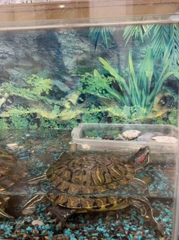 Черепаха красноухая