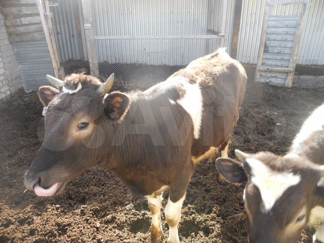 Продаю телок