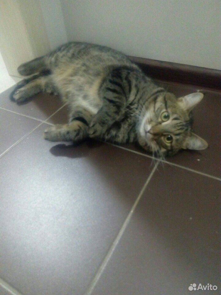 Кот Бусик в хорошие руки