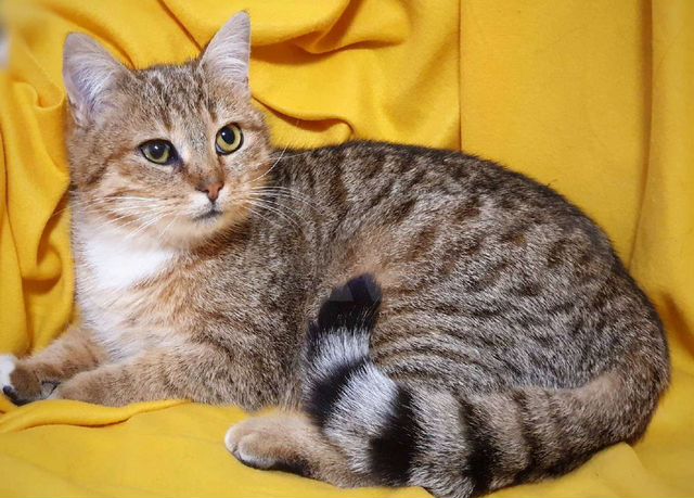 Котик с хвостиком енота ищет дом