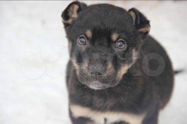 Собака. Щенок