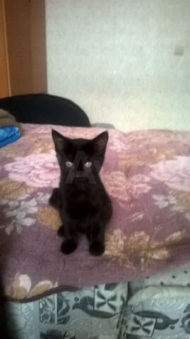 Котята 3.5 мес