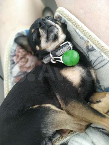 Мини той-терьер готов к случке