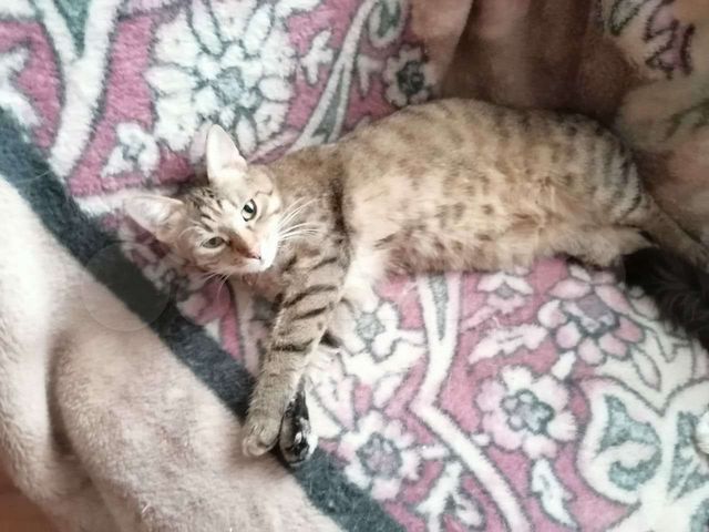 Милая кошечка в добрые руки