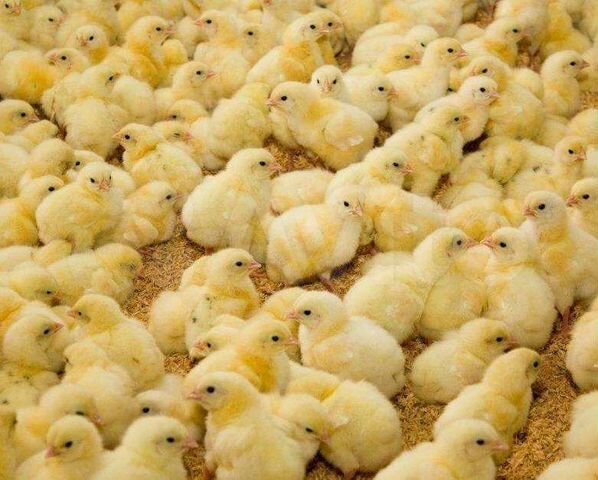 Цыплята бройлеры