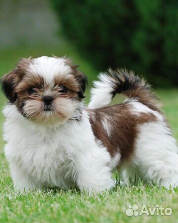 Возьму Ши-тцу или болонку