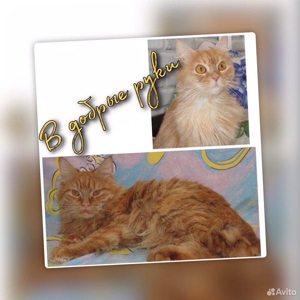 Джулия и Ричард в поисках дома