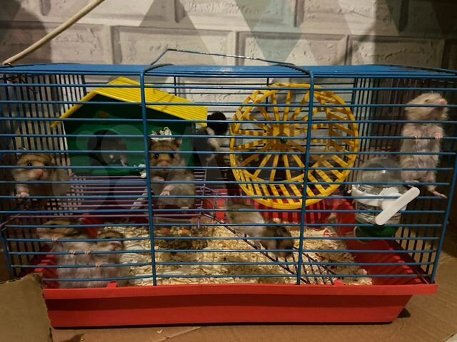 Сирийские хомячки