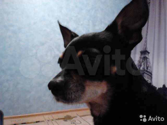 Русский той-терьер для вязки