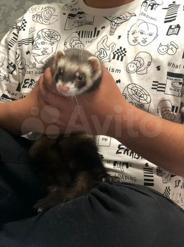 Хорек мальчик