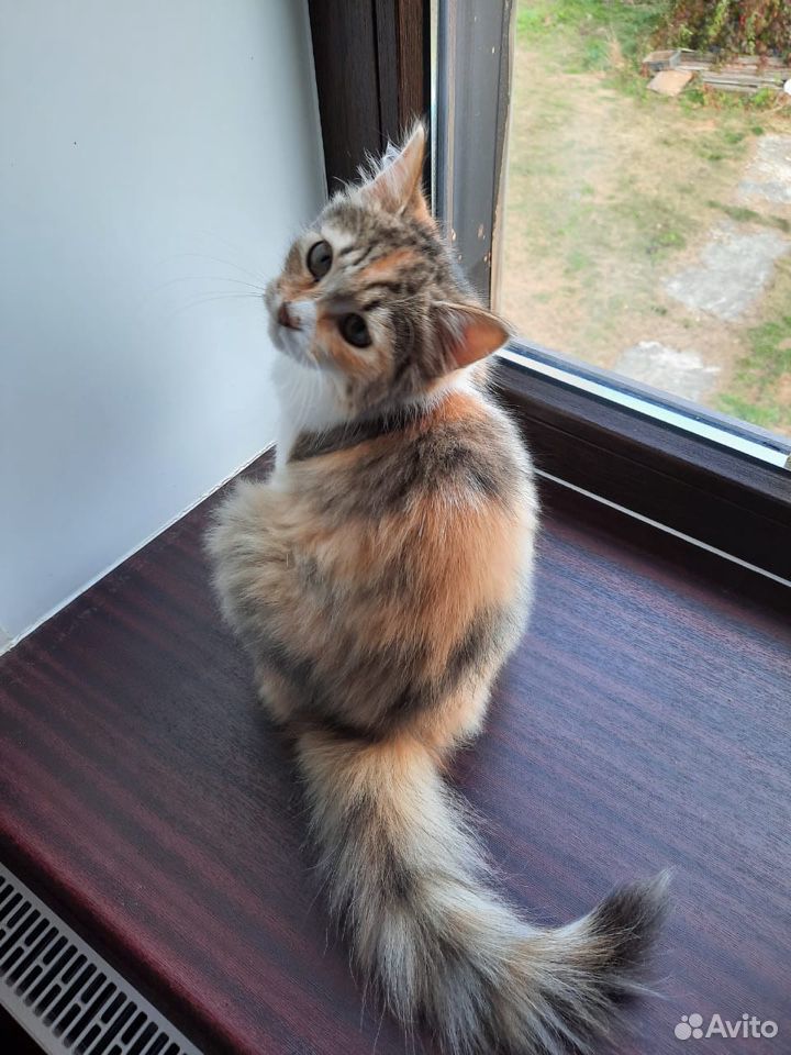 Котенок Симона ищет дом
