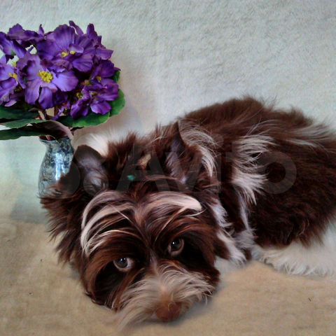 Щенки йорка