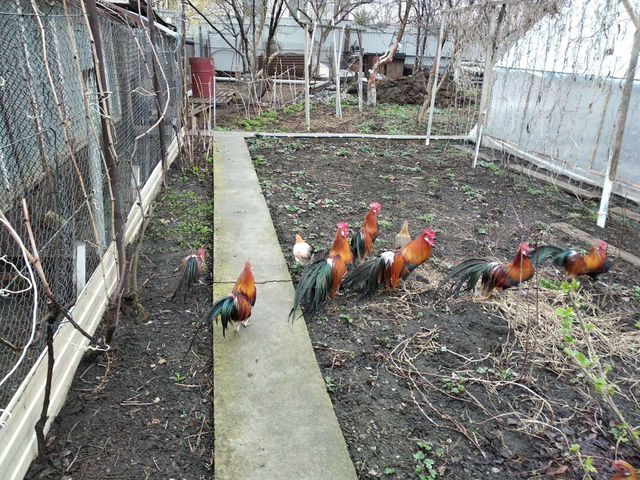 Петушки и куры Карликовые Фениксы