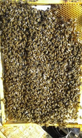 Пчелосемьи