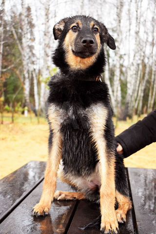 Щенок Девочка Джес 5 мес метис овчарки