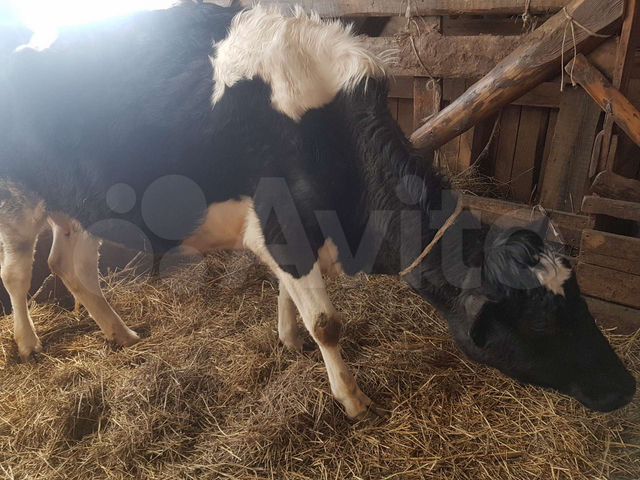 Корова дойная молочная