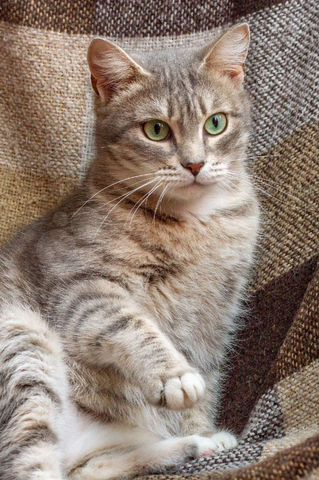 Зеленоглазая кошка Рин