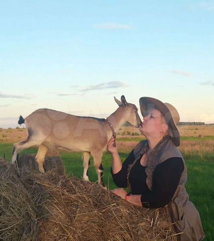 Козлята альпийские