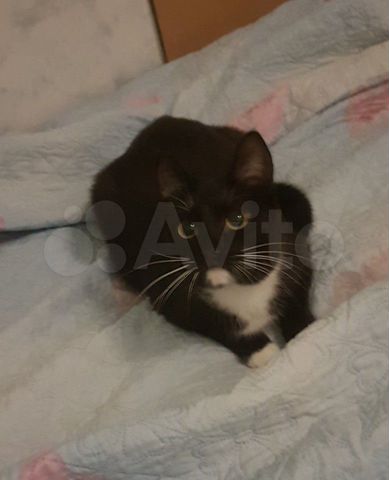 Кошка черно белая домашняя 5мес