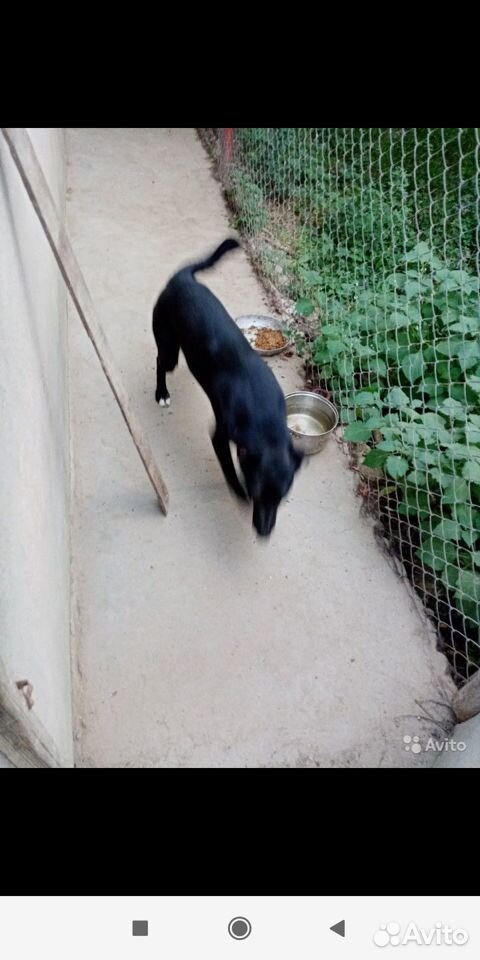 Русская борзая