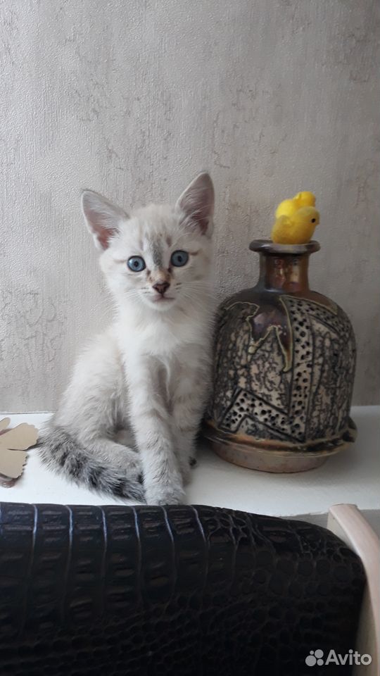 Шотландский Балинез