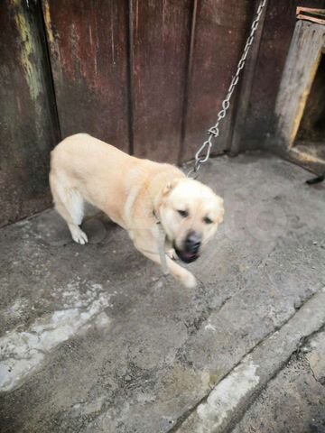 Собака на