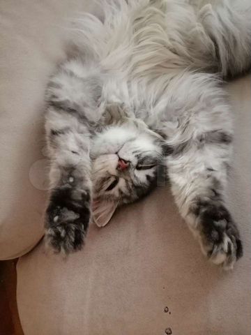 Сибирская кошечка