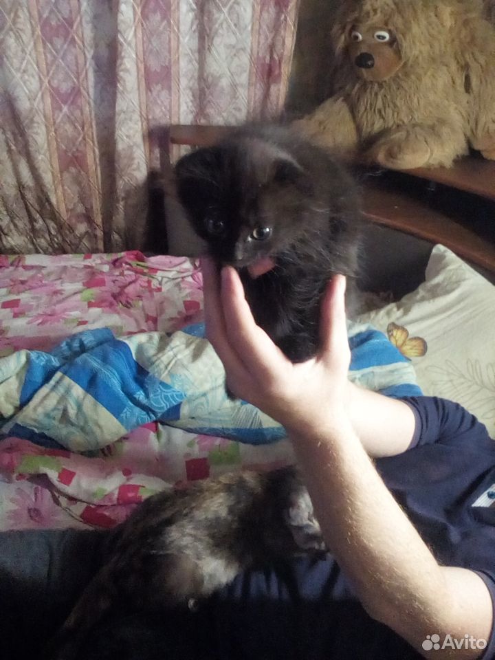 Котята британские