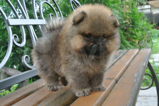 Шпицульки померашки