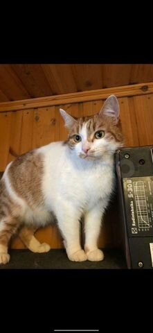 Кошка в добрые руки бесплатно