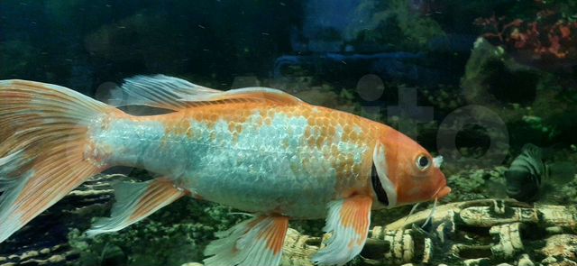 Карп кои,30 см