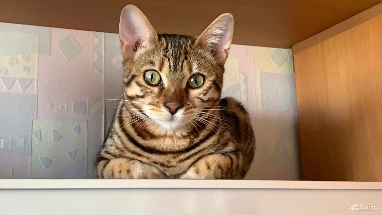 Бенгальская