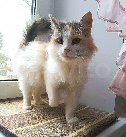 Дымка в добрые руки