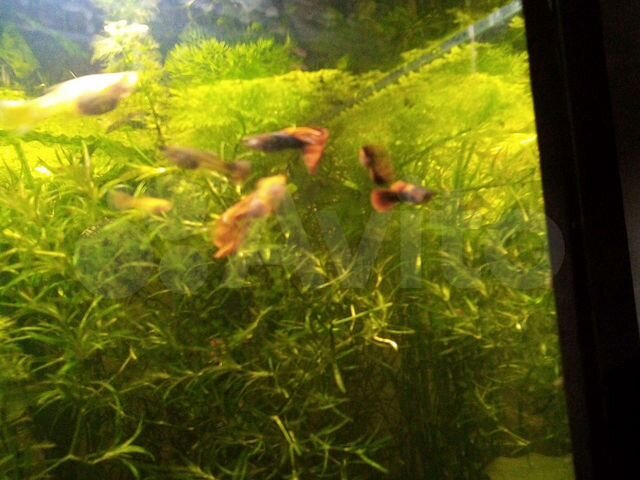 Рыбки гуппи