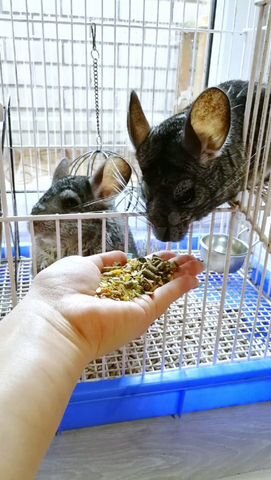 Шиншилла / мальчик и девочка