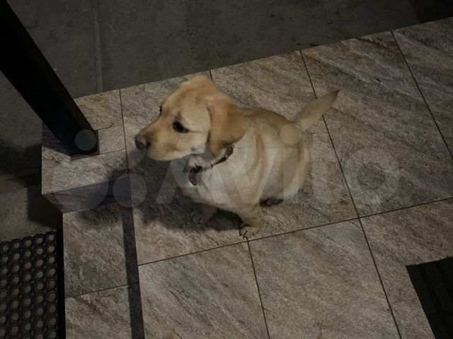 Продам лабрадора