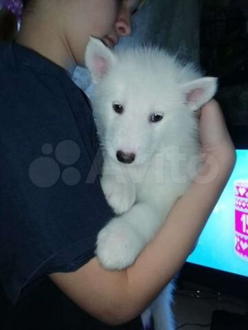 Щенки аляскинского маламута