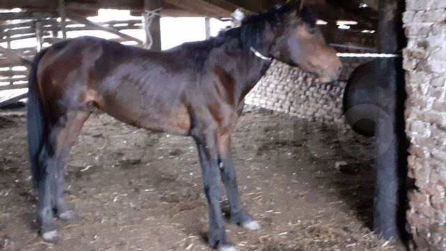 Лошадь Мустанг