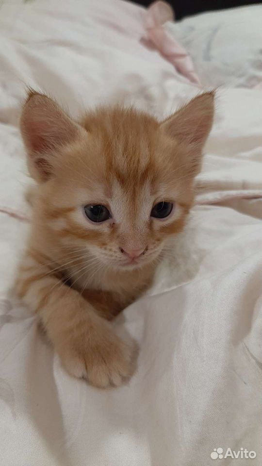 Два котёнка рыжих 1 мес, и два 4 мес