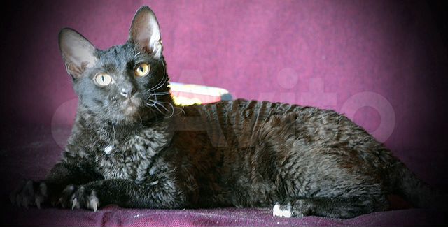 Котята кудрявые малыши