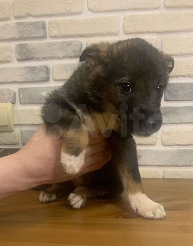 Щенок в добрые руки бесплатно