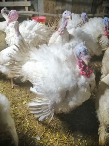 Индюшки мясом или живым весом