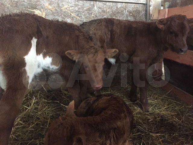 Бычок и телочки