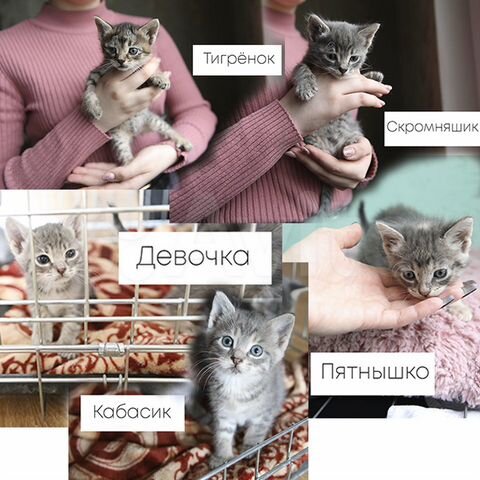 Самые Милые Котята на Свете