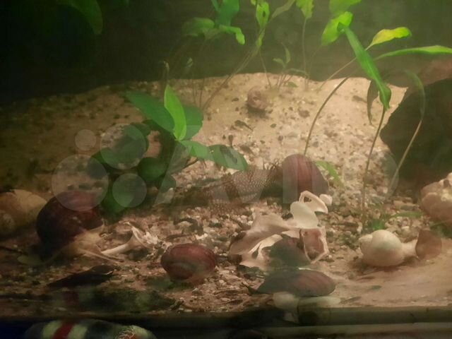 Мальки анцитрусов и ампулярии