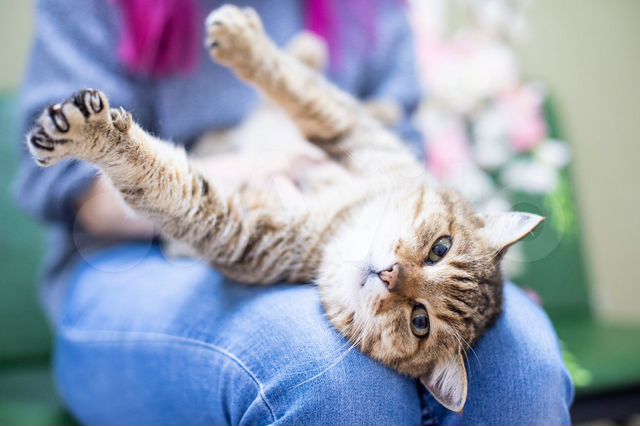 Кот Тотоша