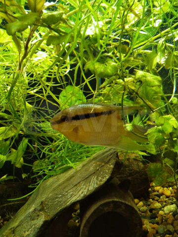 Цихлозома Мезонаута