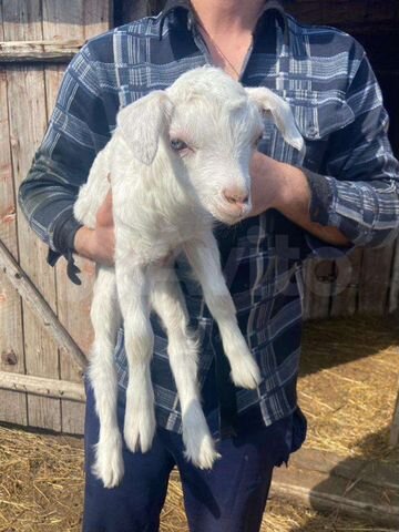 Продаю Козу миниатюрную с козочкой