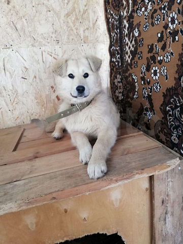 Щенок